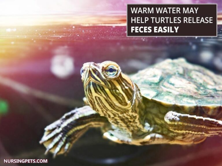 Unbelievable! Do Turtles Really Eat Their Own Poop? - Nursing Pets