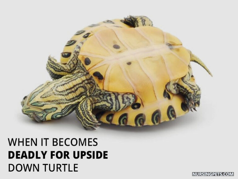 Can Turtles Breathe Upside Down? - Nursing Pets
