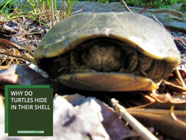 Can Snapping Turtles Hide In Their Shells? - Nursing Pets