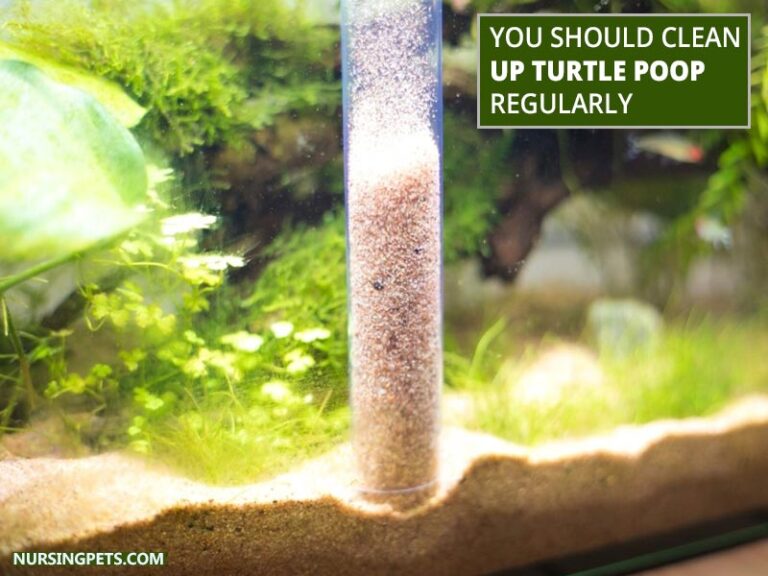Unbelievable! Do Turtles Really Eat Their Own Poop? - Nursing Pets