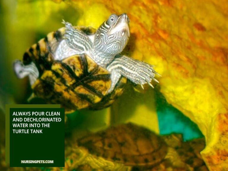 How To Make A Turtle Tank Half Water Half Land? - Nursing Pets