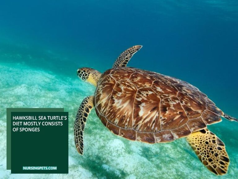 Are Sea Turtles Vegetarian? - Nursing Pets