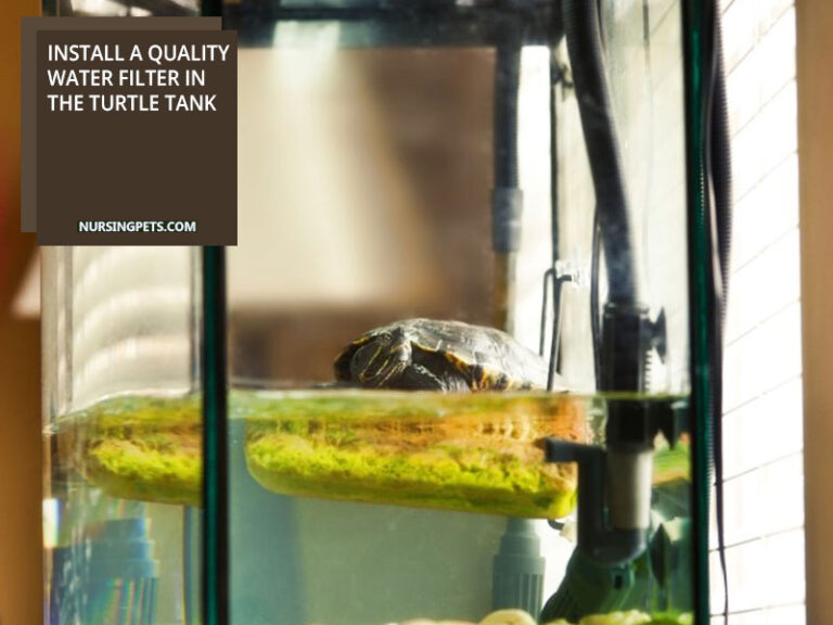 How To Make A Turtle Tank Half Water Half Land? - Nursing Pets