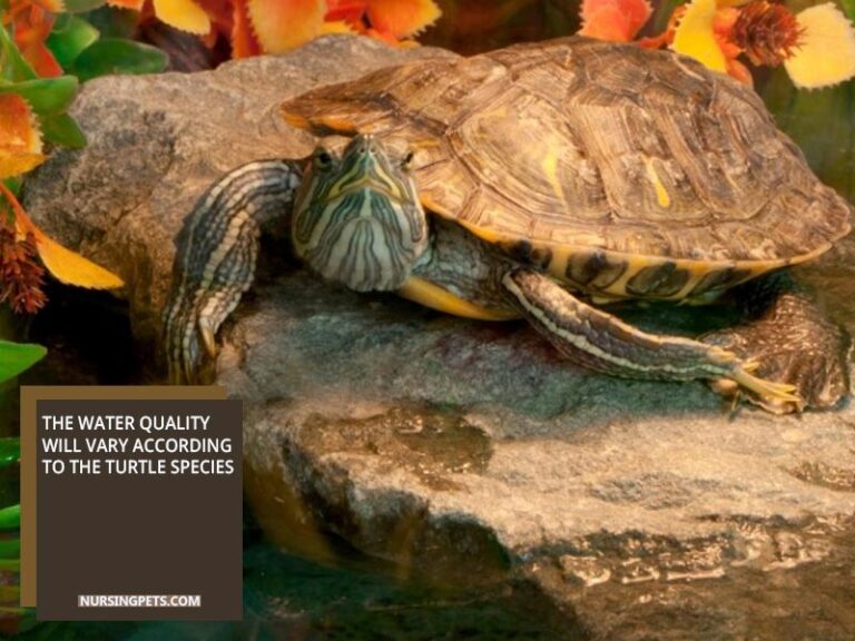Can I Put Bottled Water In My Turtle Tank? - Nursing Pets