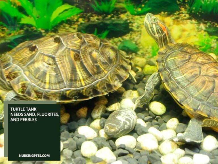How To Make A Turtle Tank Half Water Half Land? - Nursing Pets