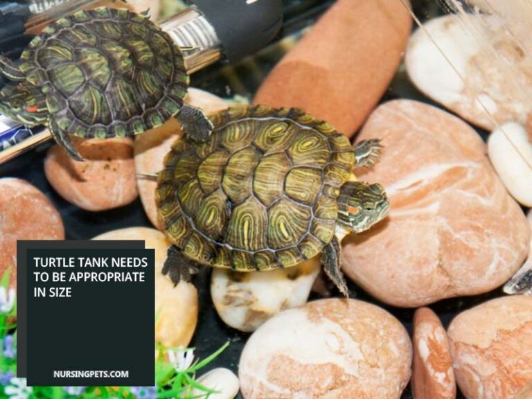 How To Make A Turtle Tank Half Water Half Land? - Nursing Pets